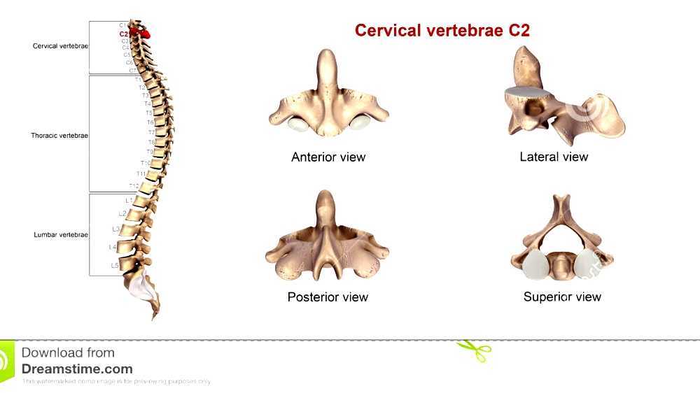 Cervical vertebrae