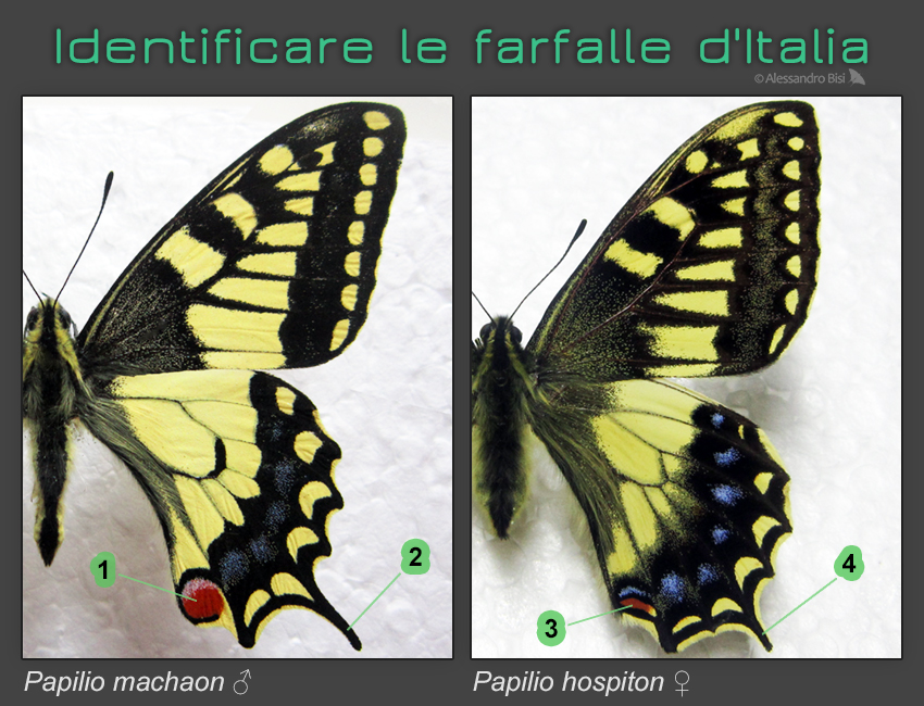 Identificare le farfalle d'Italia: i Papilionidi