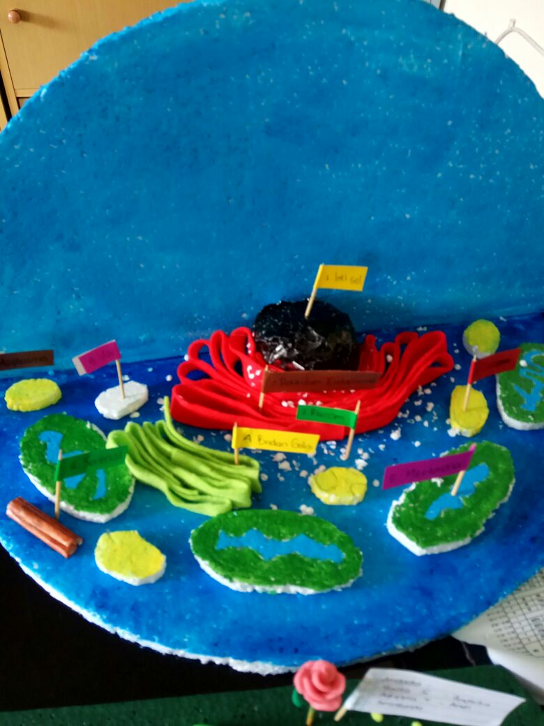 Gambar Sel Tumbuhan Lengkap: Alat Peraga Sel Tumbuhan