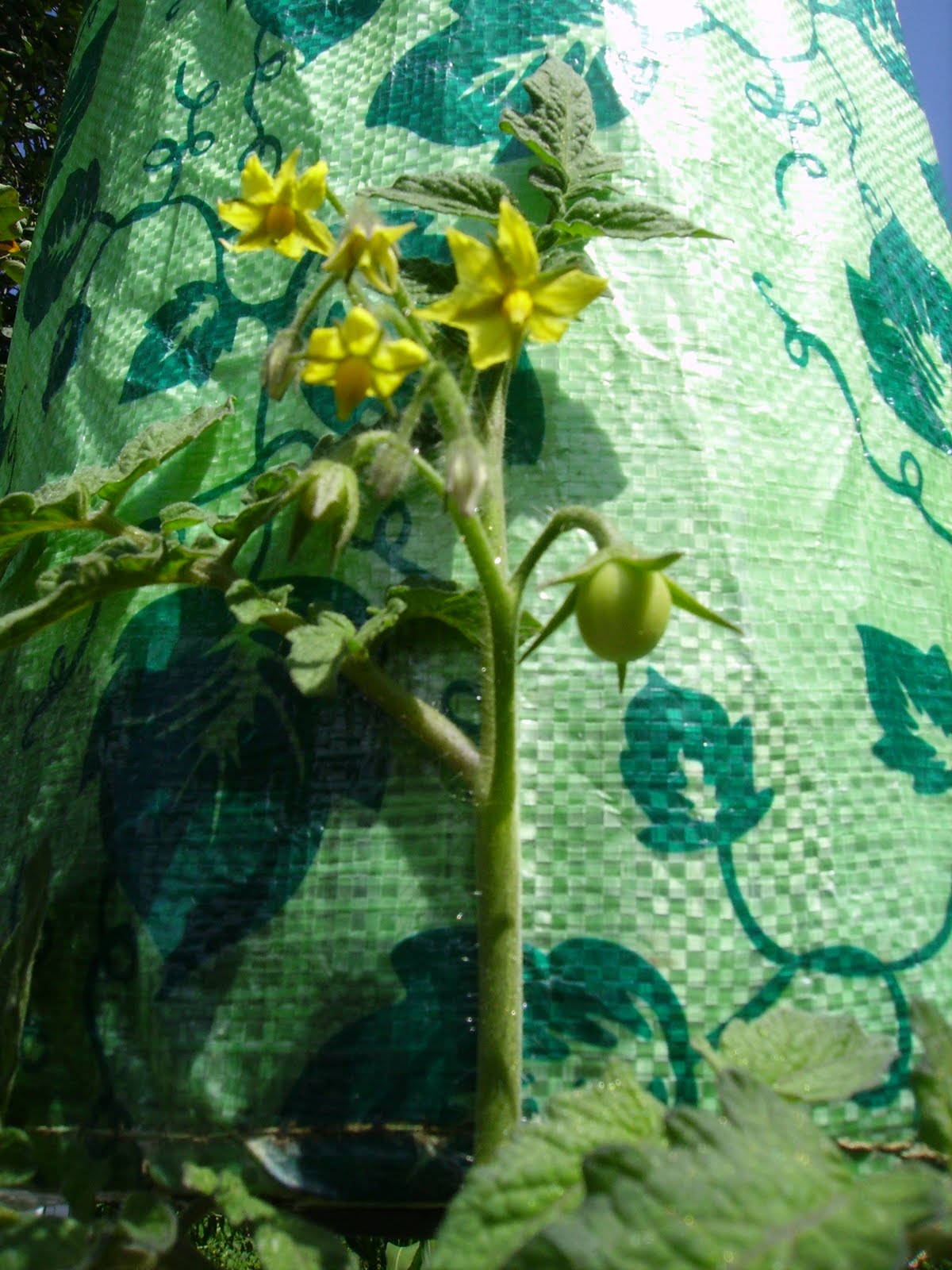 Something of a diary: Patlagica ( partea a doua )