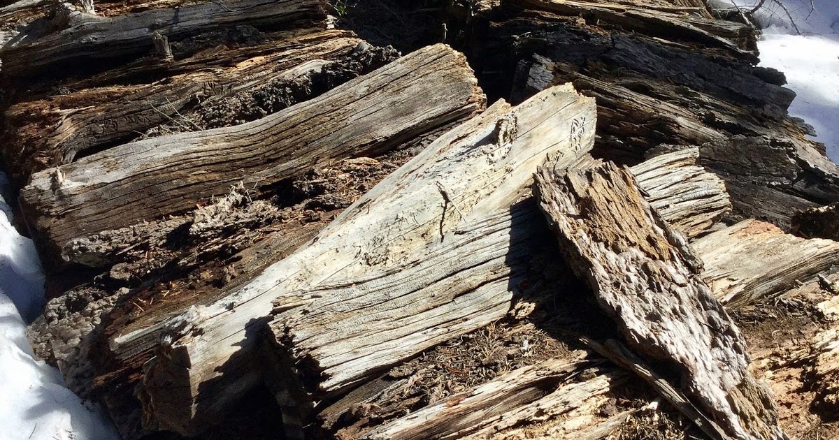 Sagehen Forest Project: Unintended Consequences in Western Forests