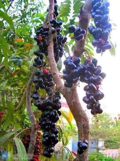 Popular Fruit In Cambodia ~ Share Kapit