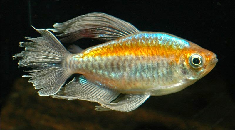 INDONESIAN FRESHWATER FISH COMMUNITY - IFFC: IKAN KONGO TETRA