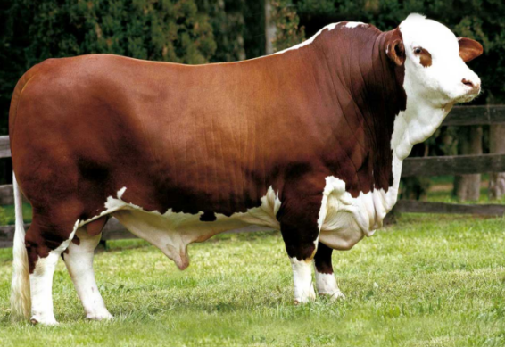 Jenis Sapi Yang Perlu Peternak Ketahui