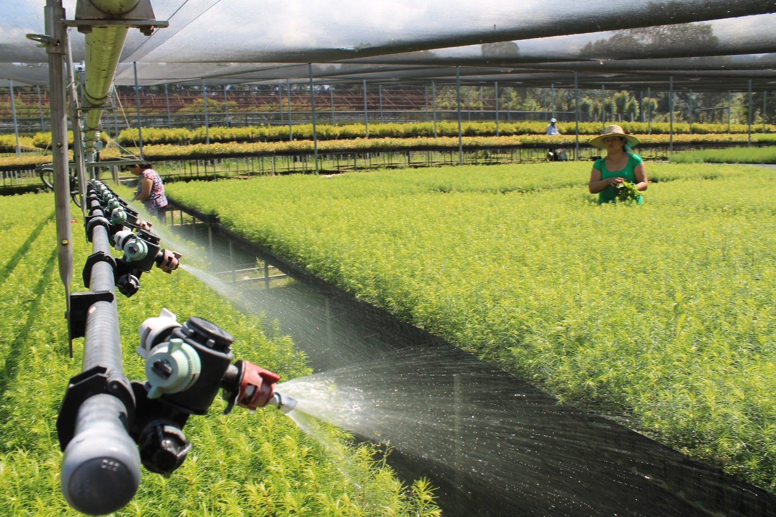 DESARROLLO SUSTENTABLE : LISTA LA PRODUCCIÓN DE PLANTA EN LOS VIVEROS ...