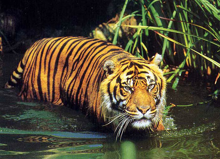 BEAUTIFUL TIGERS OF THE WORLD!