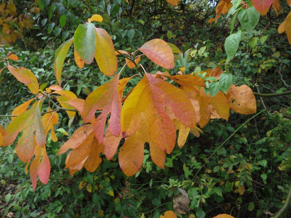 Around the Bend: Fall Leaves