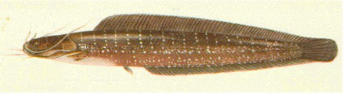 Penyair iDANRADZi@BlogSpot: Limbat