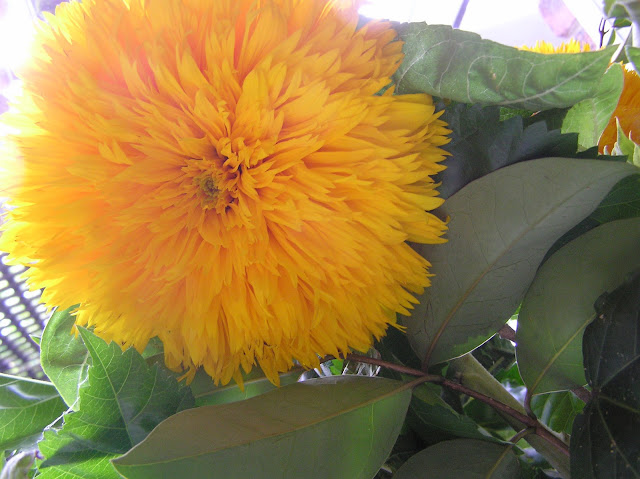 Neesie Natters: Double Headed Sunflowers....