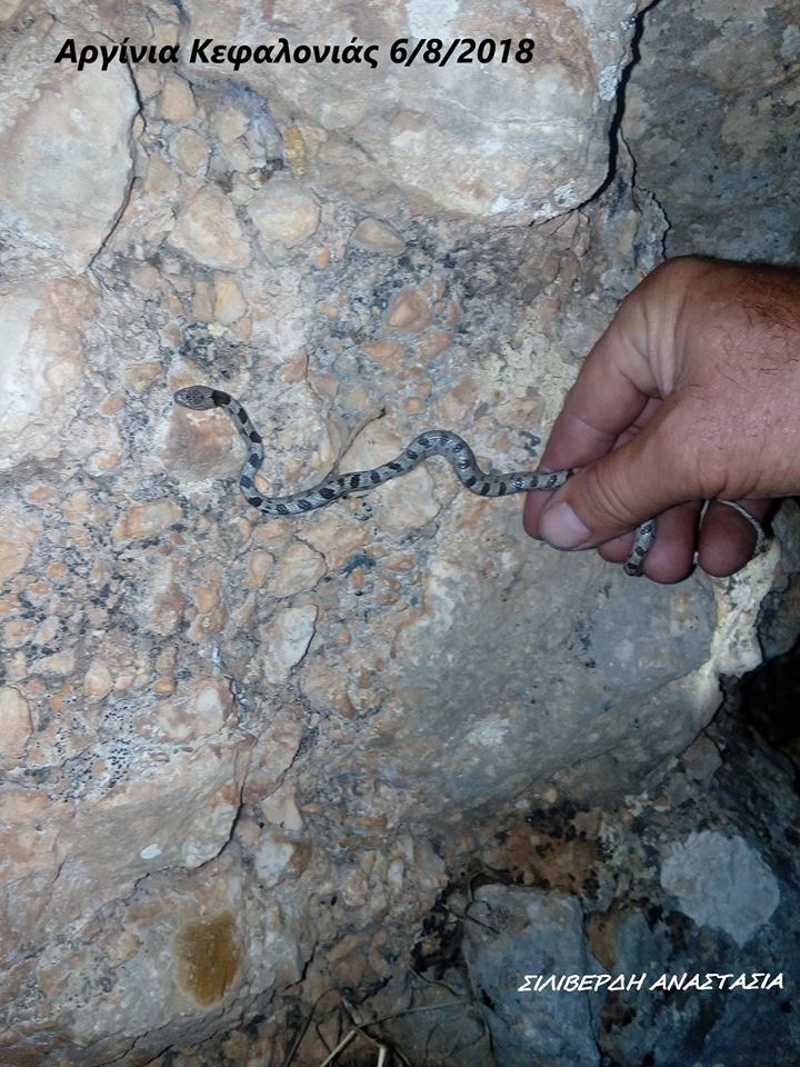 ORTHODOX CHRISTIANITY THEN AND NOW: The Snakes of the Panagia Have Made ...