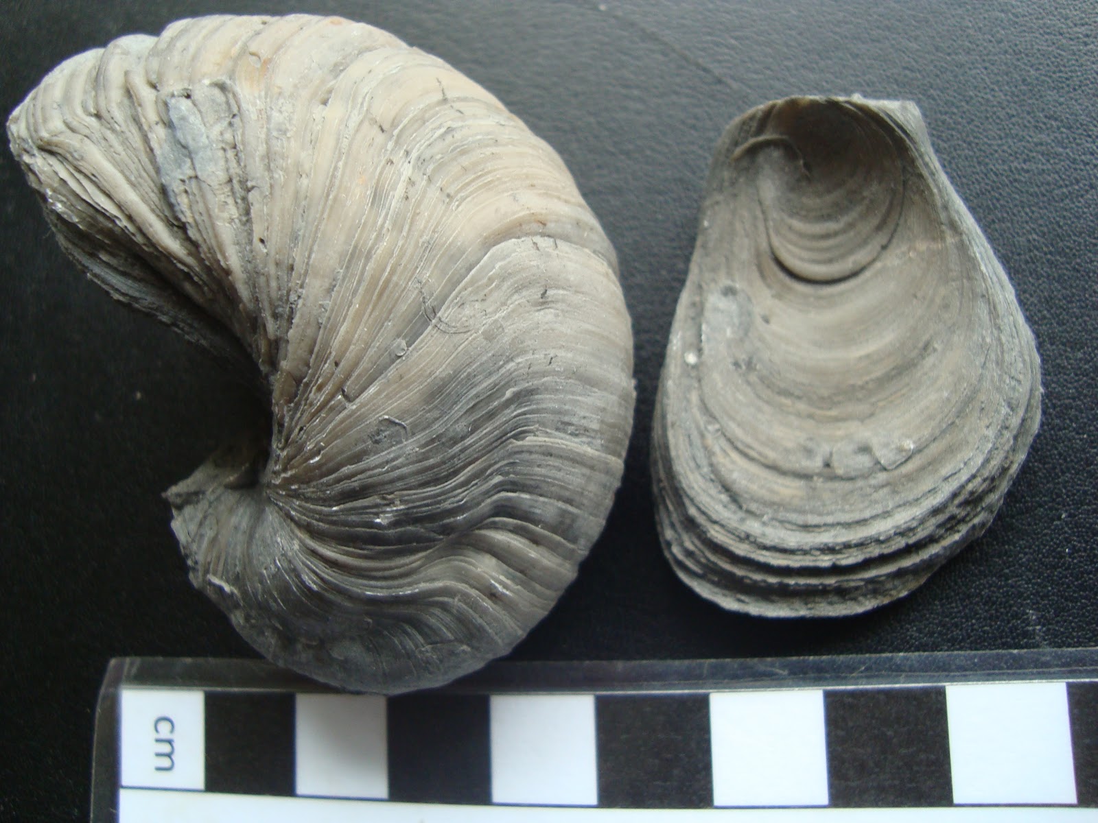 OUTCROP: Gryphaea arcuata
