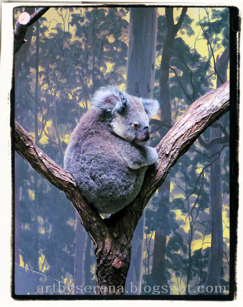 Serena Lewis: A morning at a koala park