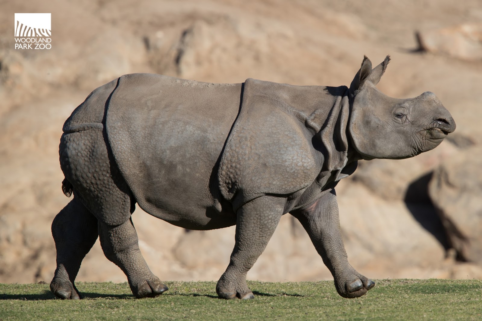 First rhino arrives safely at the zoo—welcome Taj! Assam Rhino Reserve ...