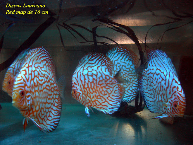 Discus Laureano: Discus Red Map