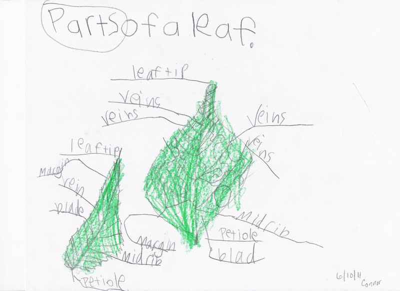 This Side UP: Science: Learning about Plants, Lesson 5: Leaves