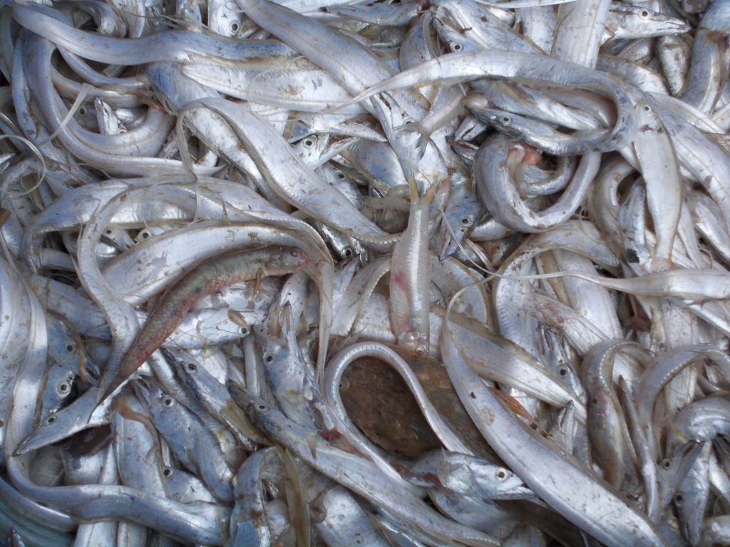 Foodprint: Sun, Sea and Topshe at Talsari