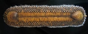 Período cámbrico ~ Historia geológica de la tierra con Arturo ANONYMOUS