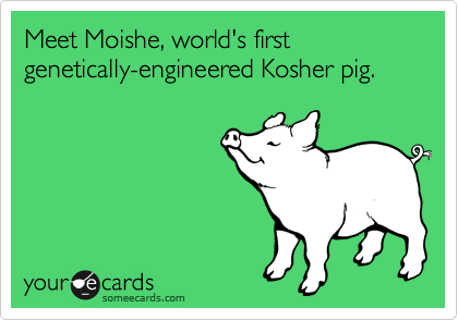 The Kosher Pig