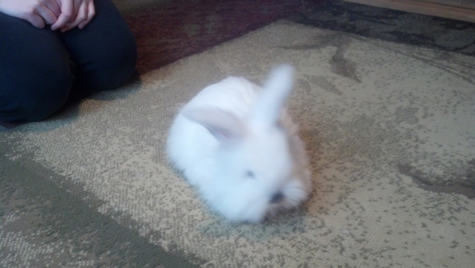 Greetings from James Creek: Bunny Babies @ 7 weeks Old - Feb. 26th