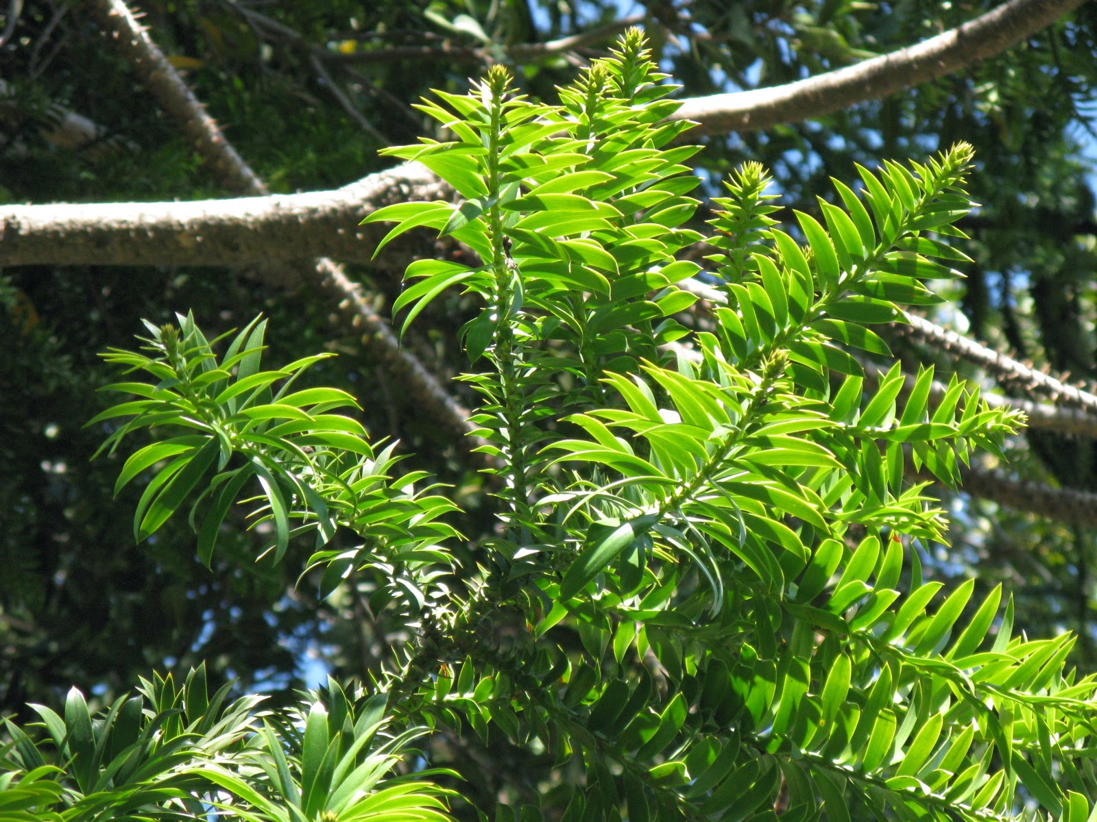 Trees of Santa Cruz County: Araucaria bidwillii - Bunya Bunya
