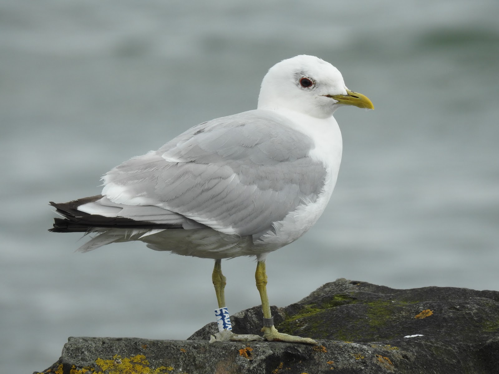 Ring Watching At Antrim Marina: Common Gull Bonanza...