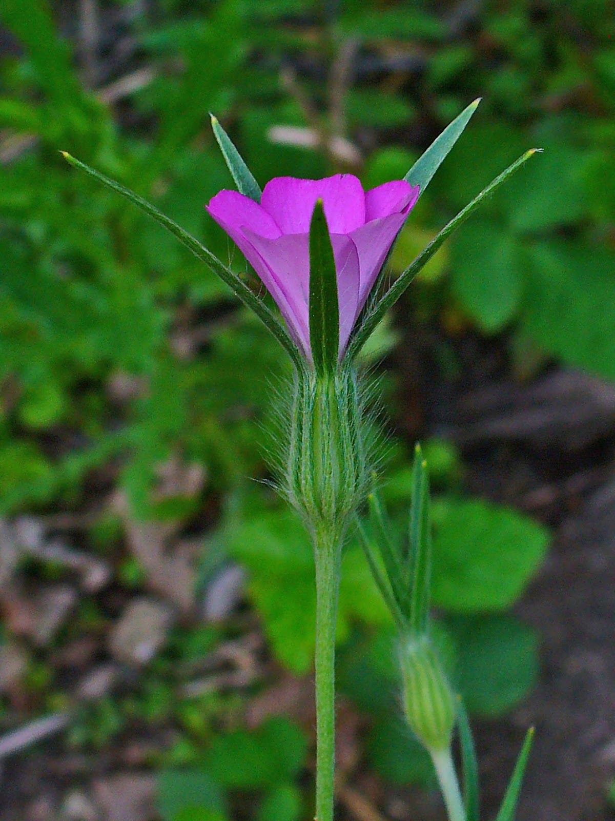 Plant World: Corn Cockle (Agrostemma githago)