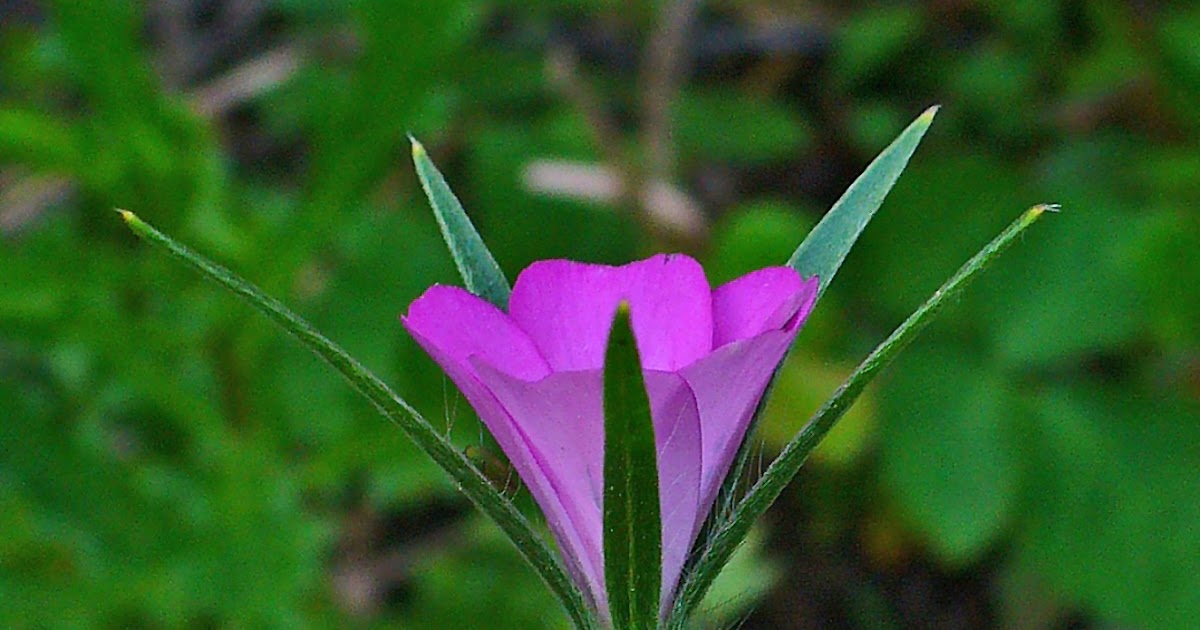 Plant World: Corn Cockle (Agrostemma githago)