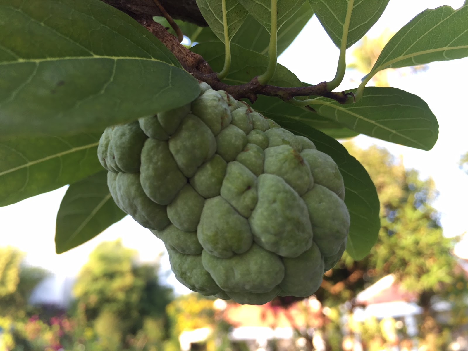 In the shadow of the mountains