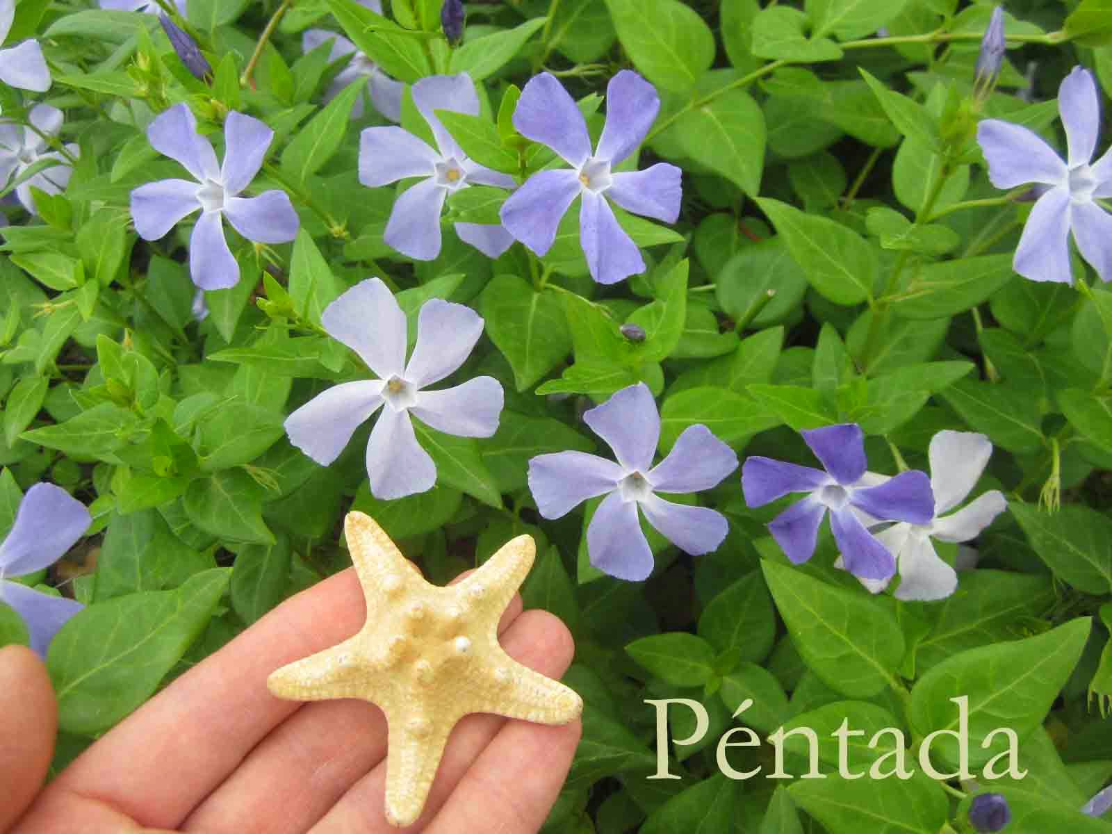 EL PENTÁGONO, EL PENTAGRAMA Y EL PENTÁCULO