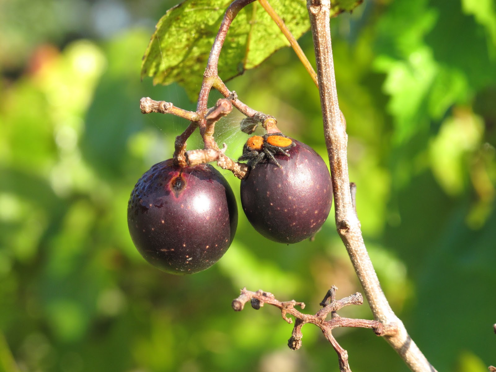 Wings of Dawn Farm: Fall Spiders