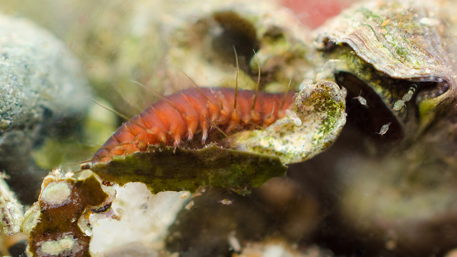 Wanderin' Weeta (With Waterfowl and Weeds): Caught in passing
