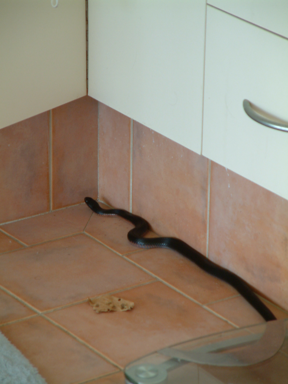 Koboko (Black Mamba) - Nyoka hatari zaidi duniani | Page 11 | JamiiForums