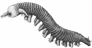 Blog de la Vida Prehistórica: Aysheaia