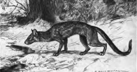 CENTRE CLÍNIC VETERINARI AGRIVET MONTSEC | BLOG DE VETERINÀRIA i SALUT ...