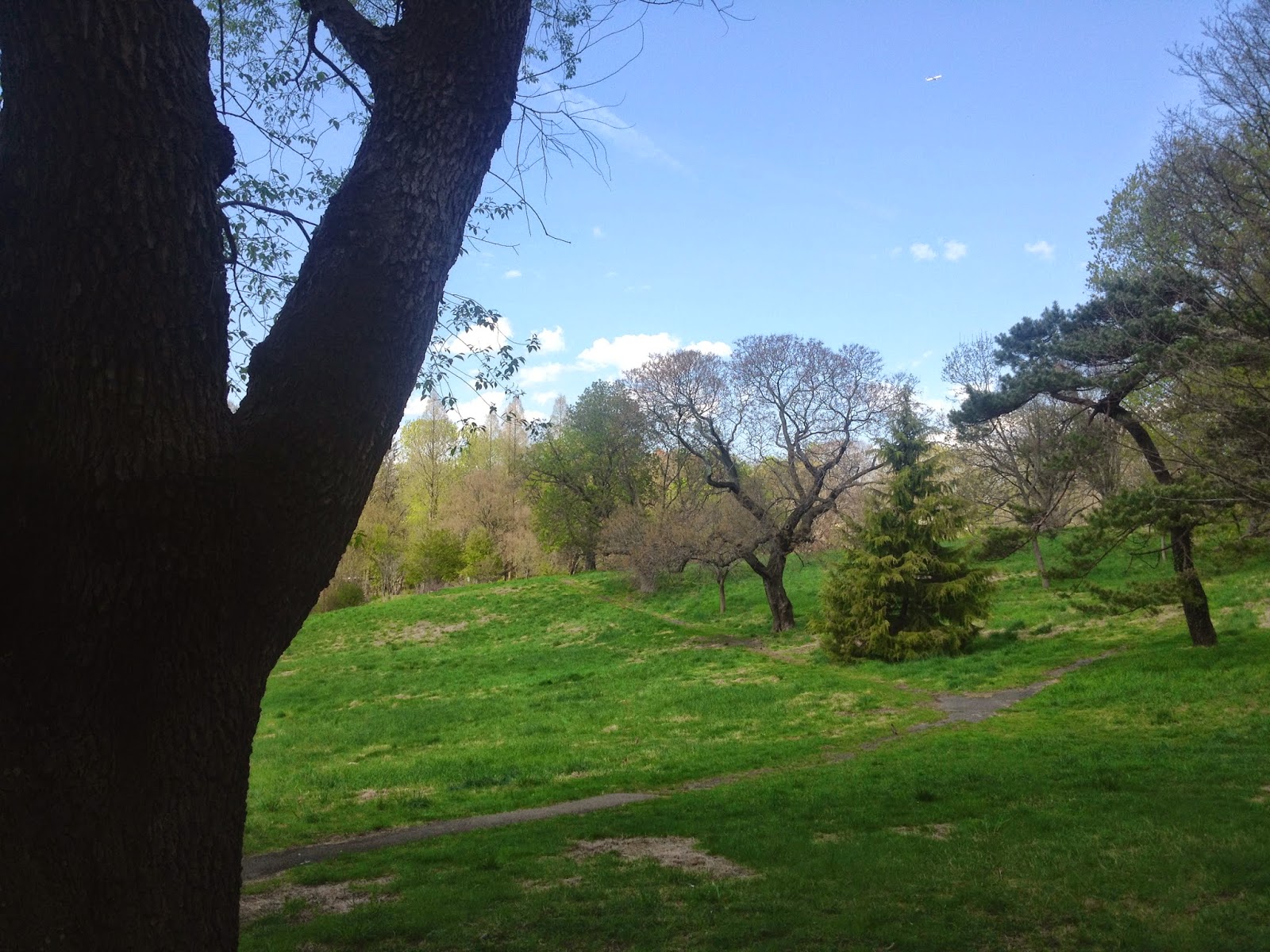 PHILLY TREES: THE PHILADELPHIA PALIMPSEST