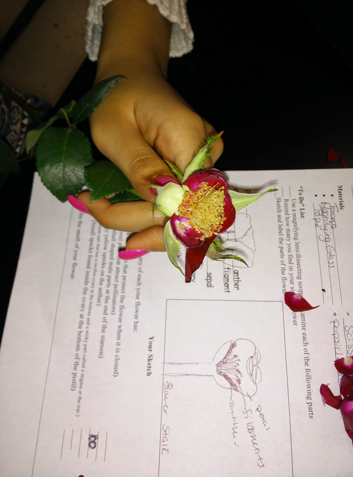 Inexpensive and Instructive Lab: Complete Flower Reproduction | Science ...