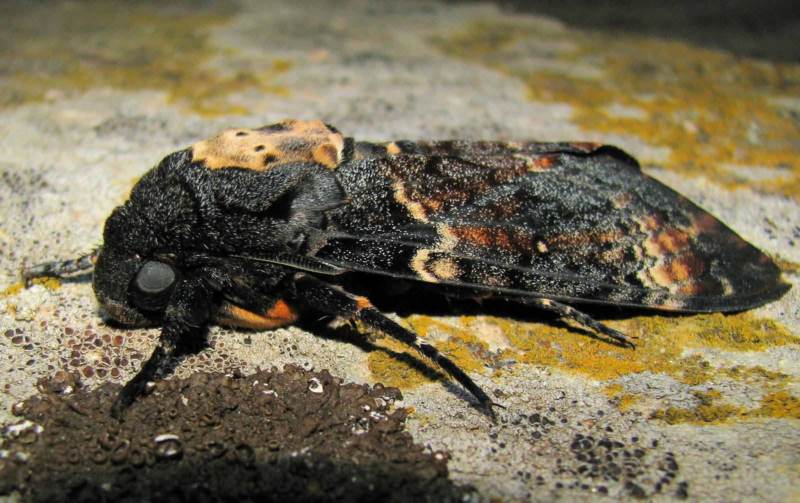 LEPIDOPTERA by Ed 1: Acherontia atropos