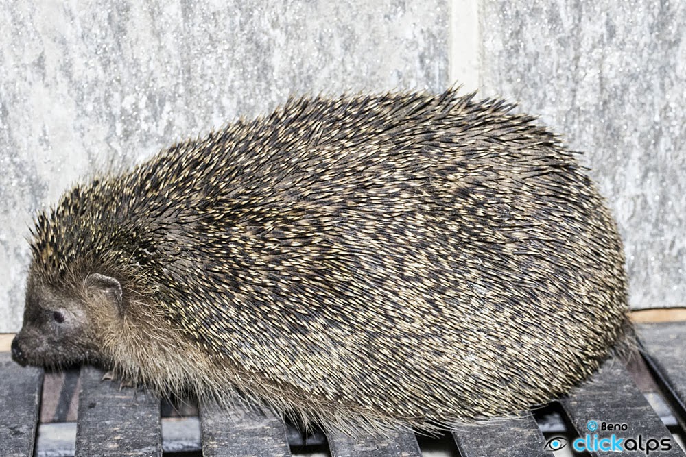 Le Montagne Divertenti - diario di viaggio: Il riccio