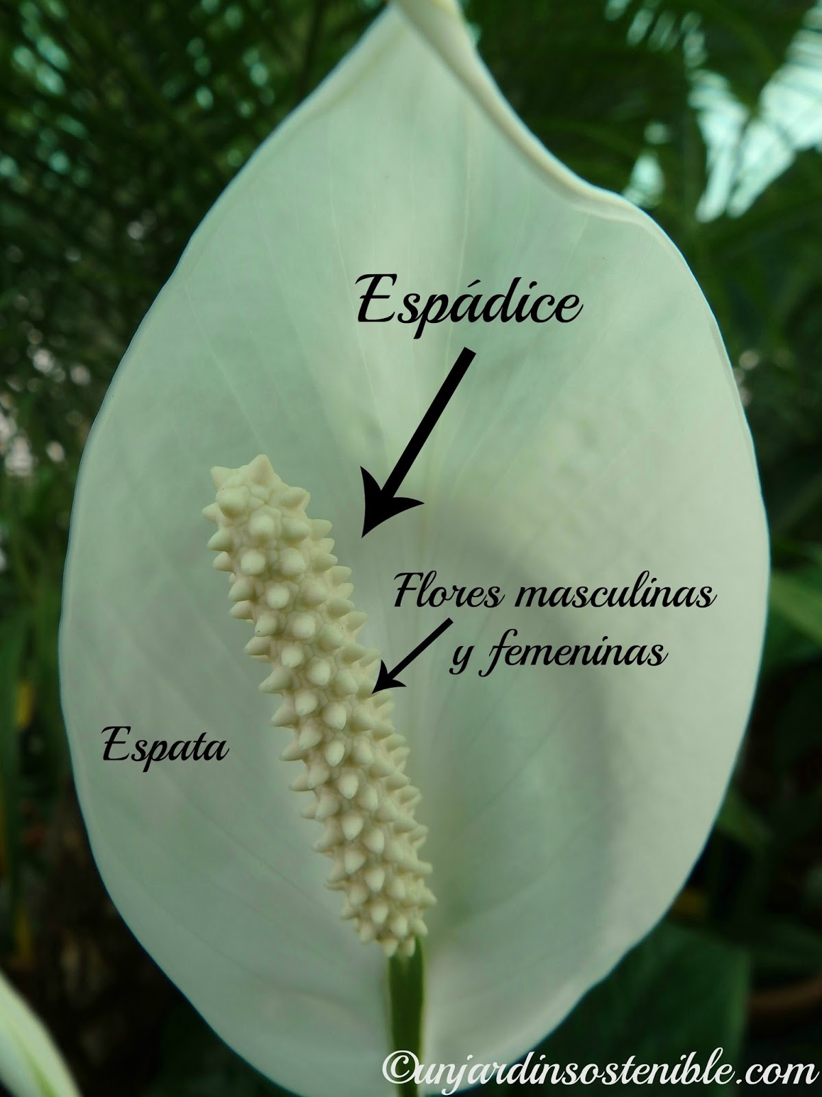 Spathiphyllum (Espatifilo, Bandera blanca etc.)