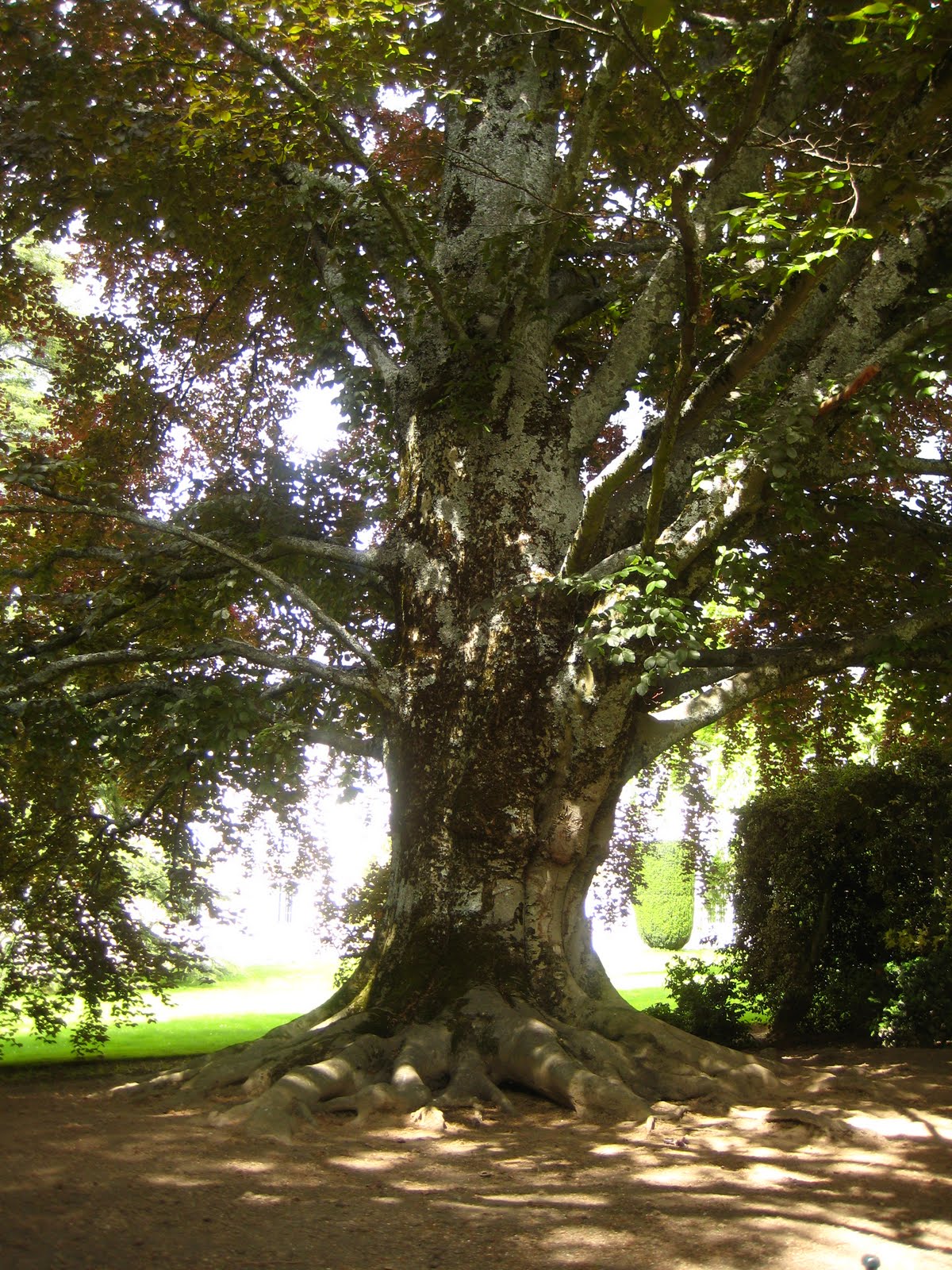 Pepitas: Mercado Barroco de La Granja de San Ildefonso