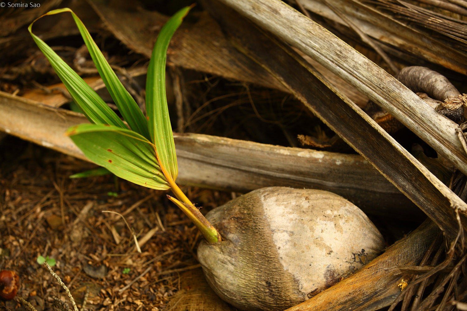 Anasazi Racing: cocos nucifera / trinidad