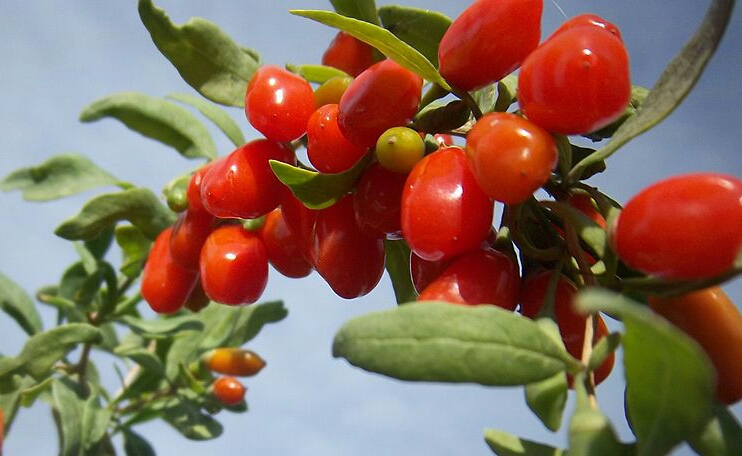 Goji-Berries: Discover the Super-Berry! | Pure Power Panda