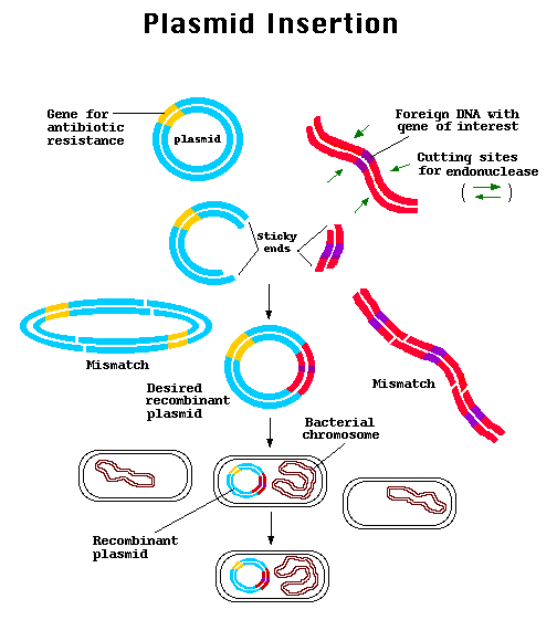 Duy's AP BIO Blog: Bacterial Transformation