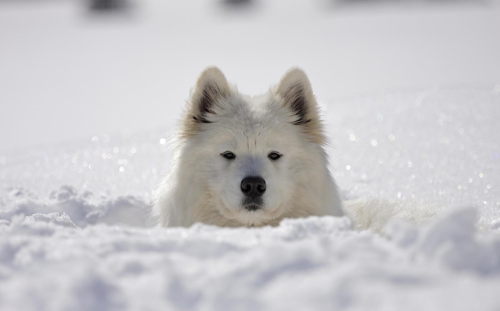 Samoyed The Sledding Dog