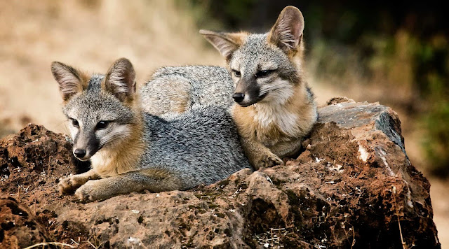 San Joaquin Kit Fox by Dalton Shepherd