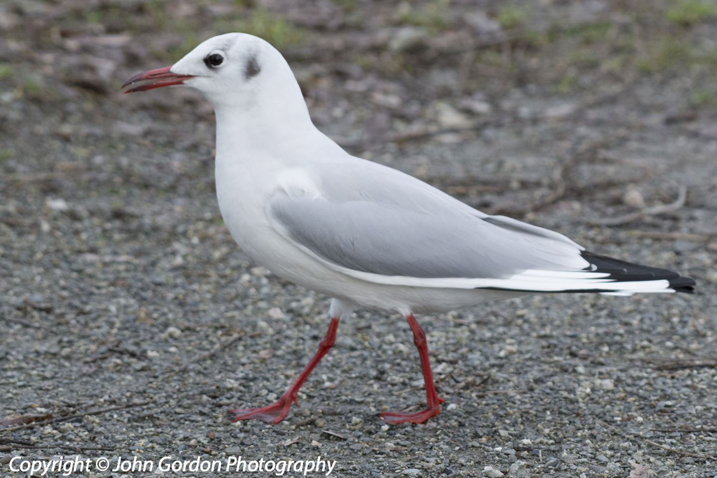 John Gordon/Listening to Birds: Vancouver Birders Go Gull Crazy