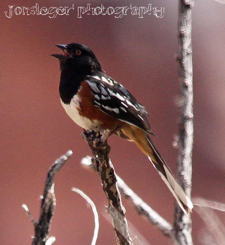 Northern Illinois Birder: Spotted Towhee-Western birds