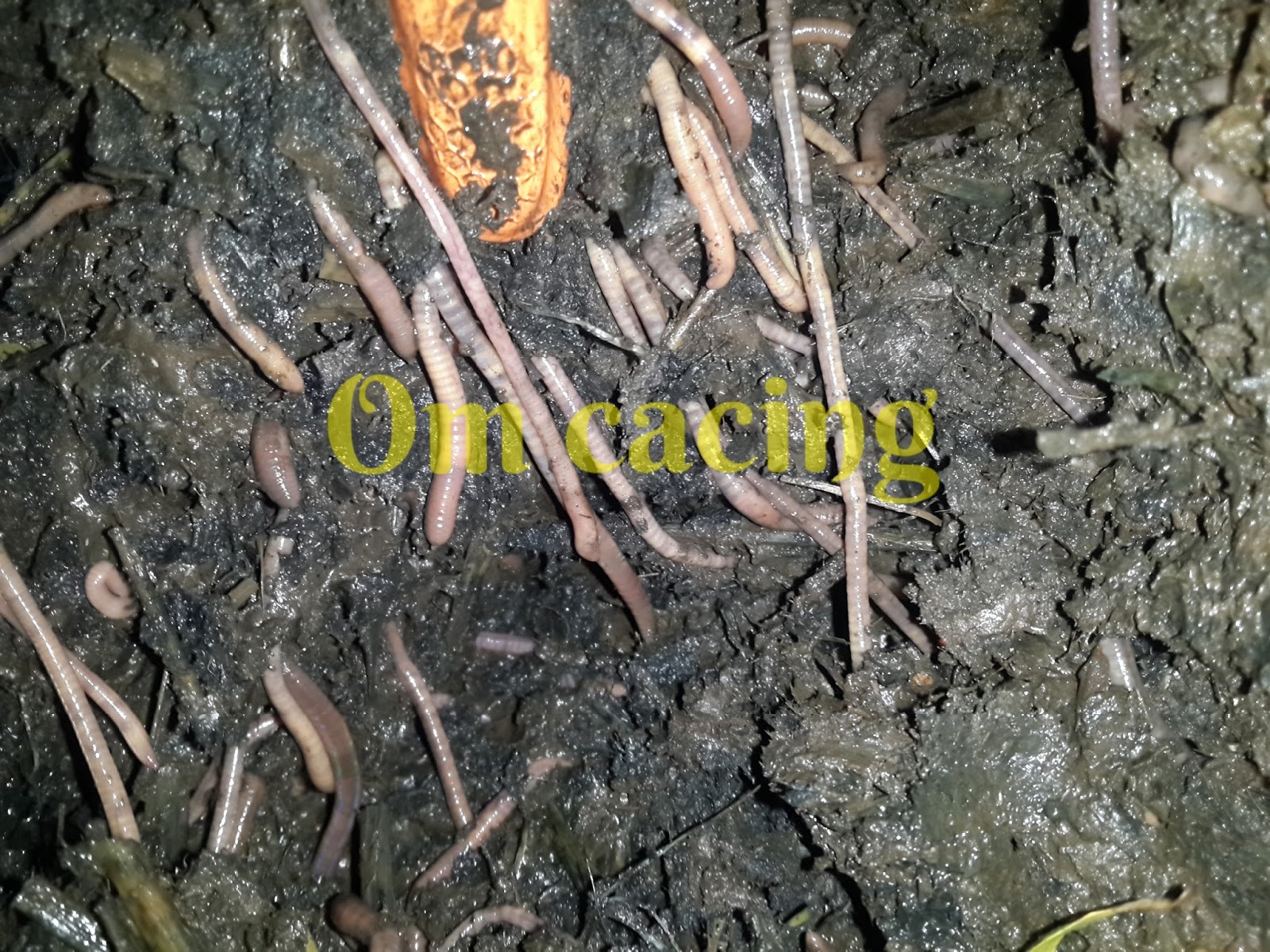 cacing tanah cacing merah cacing susu cacing kalung cacing tiger cacing ...