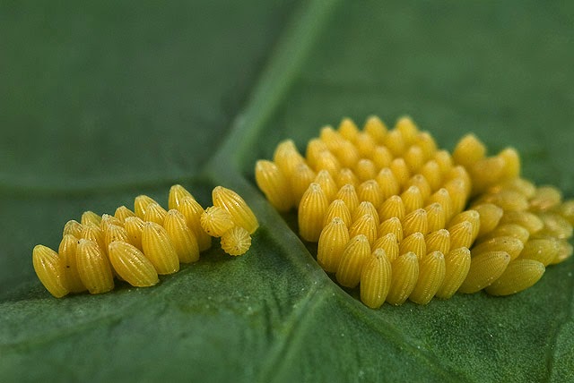 La vida de las mariposas: Ciclo de vida de las mariposas