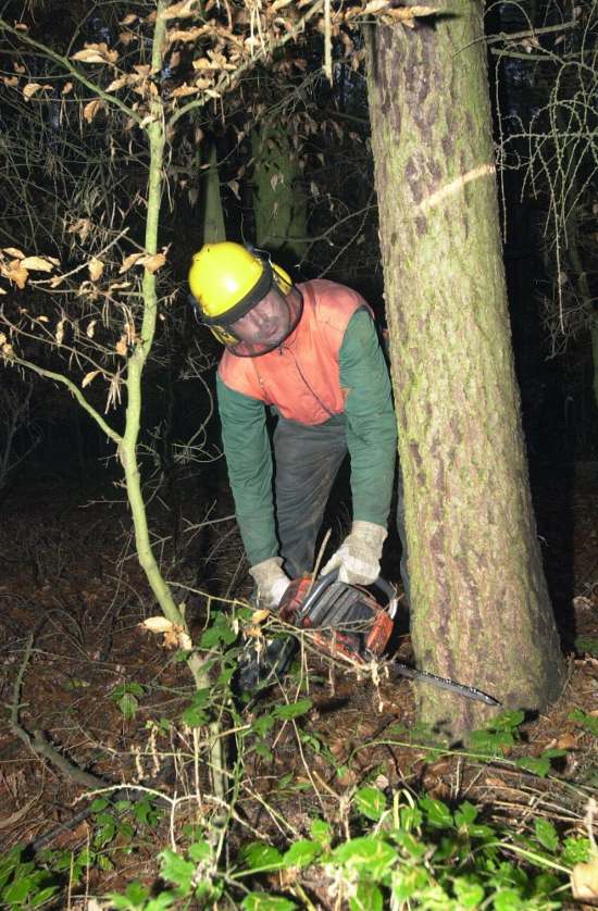 Mysterious Forest Swastika in Germany Remained Unnoticed Until 1992 ...